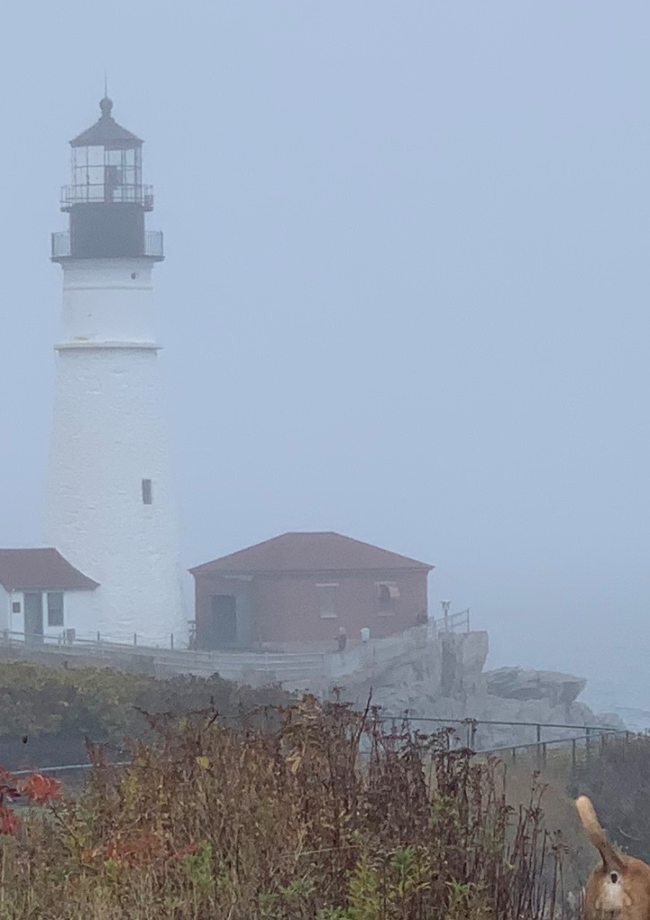 Maine Fog - Cloud Appreciation Society