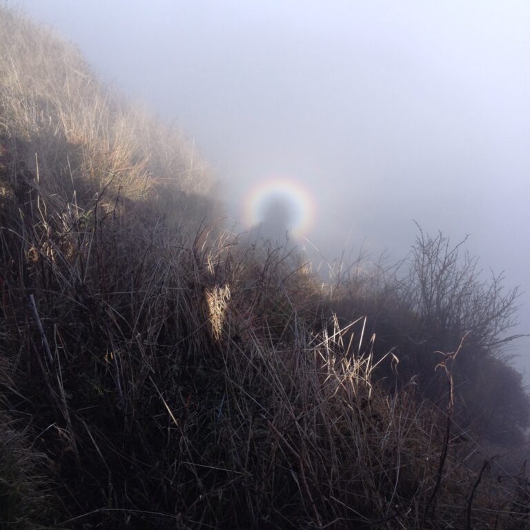 Fog - Cloud Appreciation Society